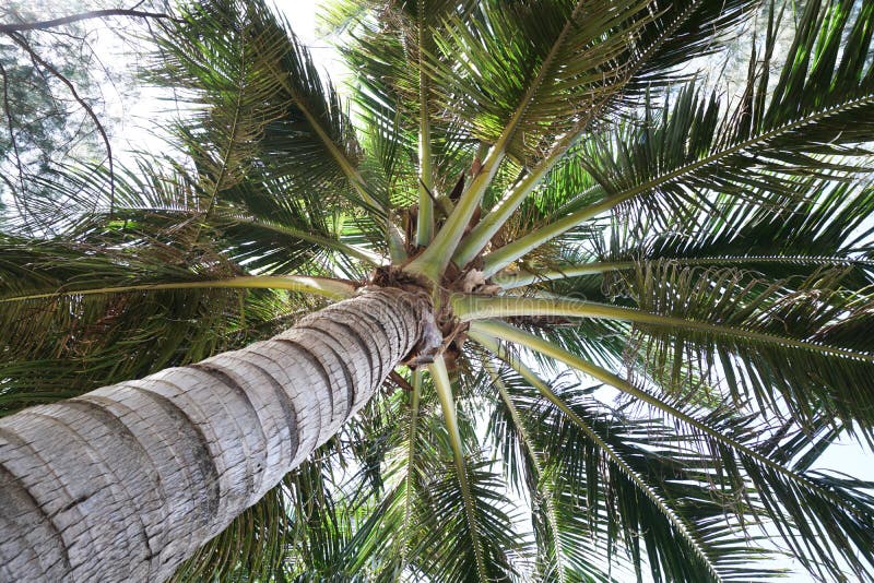 Coconut Tree Look Ant View. Stock Image - Image of plant, white: 76374833