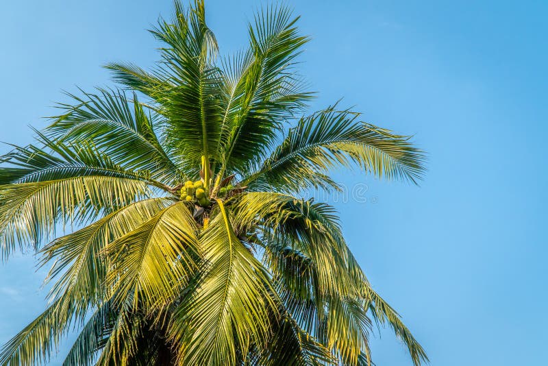 Coconut on the Tree Looking from Under the Tree Stock Photo - Image of ...