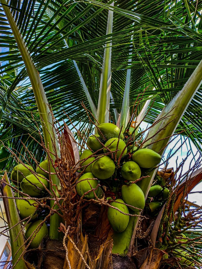 Coconut Tree with Lots of Fruit. ï¿¼ Stock Photo - Image of flower ...