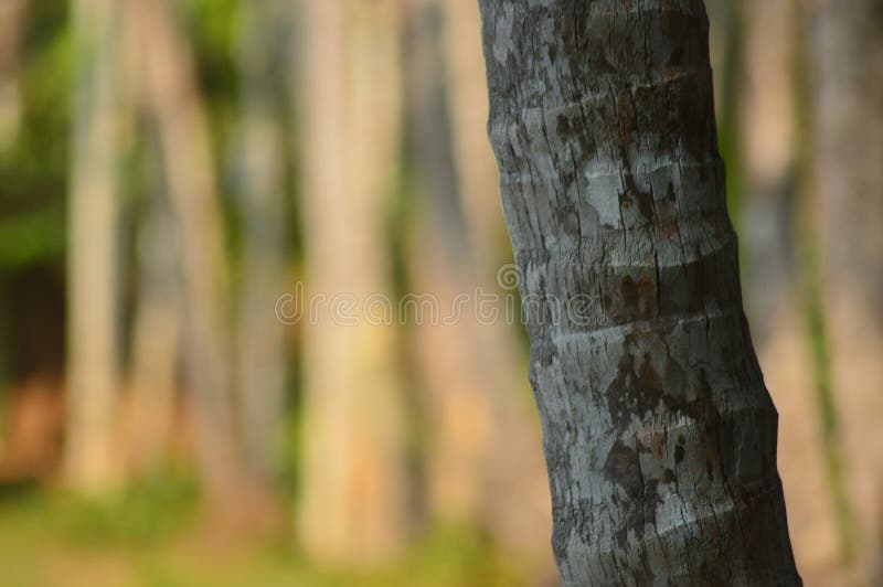 Coconut Tree Macro Photography Stock Photo - Image of coconut, green ...