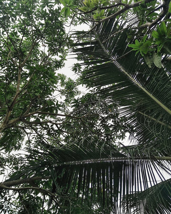 537 Coconut Mango Tree Stock Photos - Free & Royalty-Free Stock Photos ...