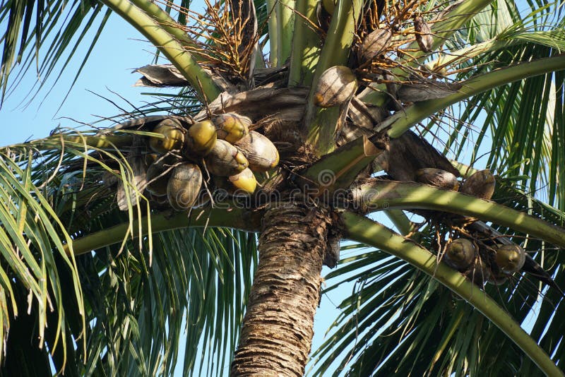 Coconut Tree with Many Coconuts Stock Image - Image of green, lake ...