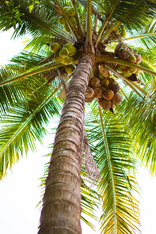 Green Coconut Leaves with Many Leaf. this is Macro Image of Coconut ...