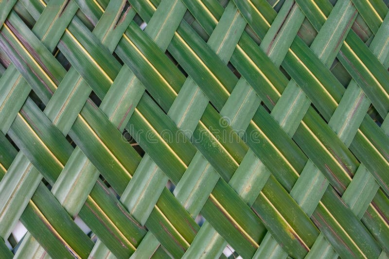 The coconut tree is a mat stock image. Image of interlocking - 379217801
