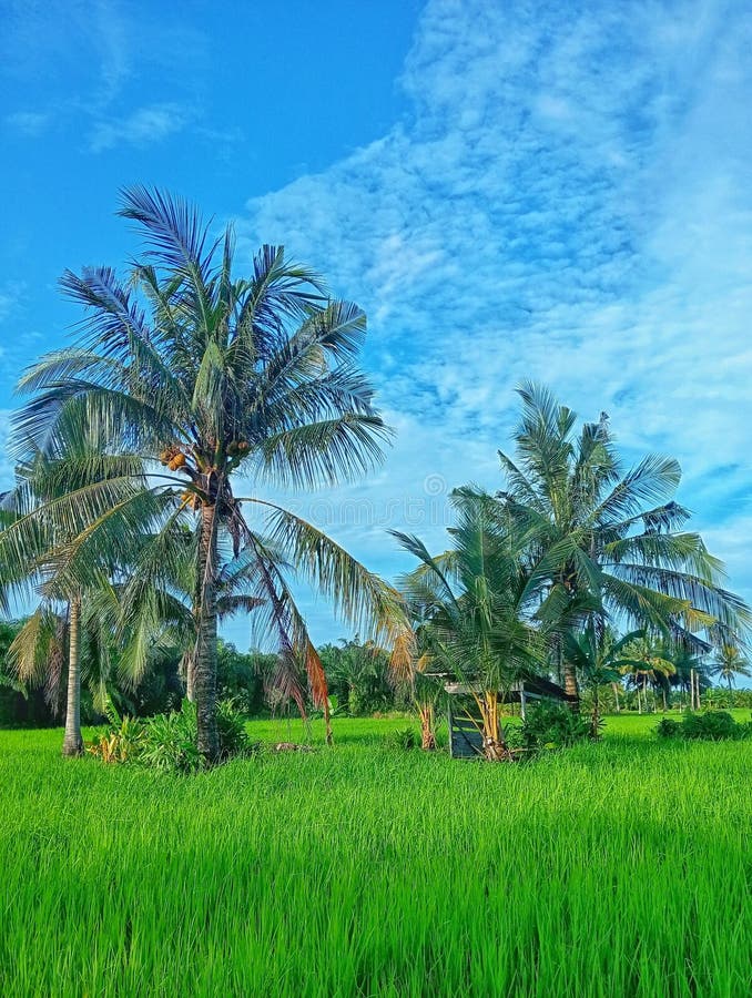 Coconut Tree in the Middle of the Rice Field Stock Image - Image of ...