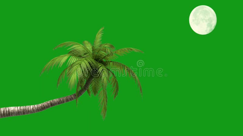 Coconut Tree and Moon Light Green Screen Motion Graphics Stock Footage ...