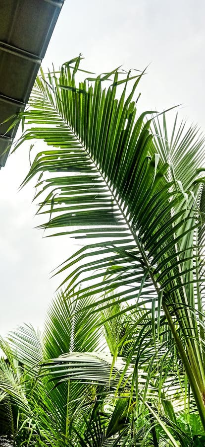 Coconut Tree in My Yard ðŸŒ´ðŸŒ´ Coconut Tree Plants Stock Photo ...
