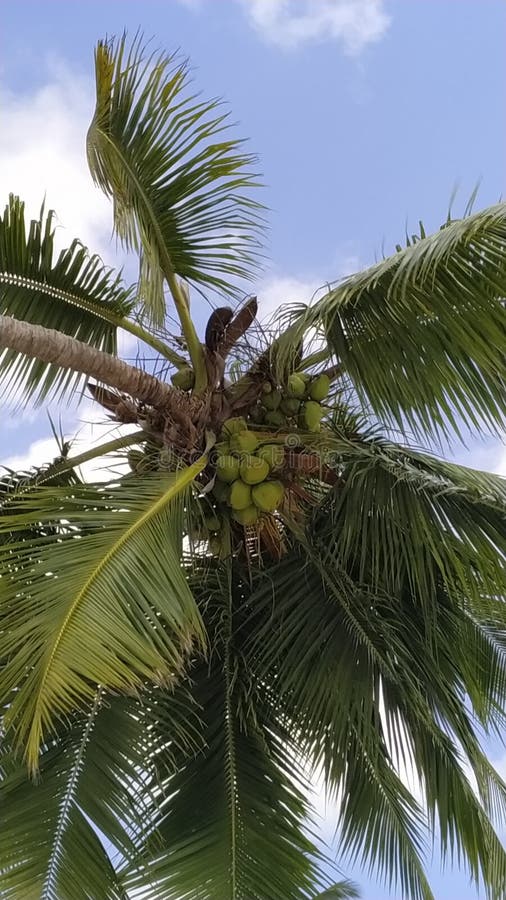 Coconut tree stock photo. Image of orange, tree, natural - 220536394