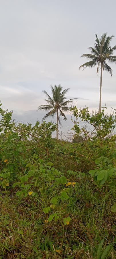 Coconut tree natural stock photo. Image of natural, plam - 265100366