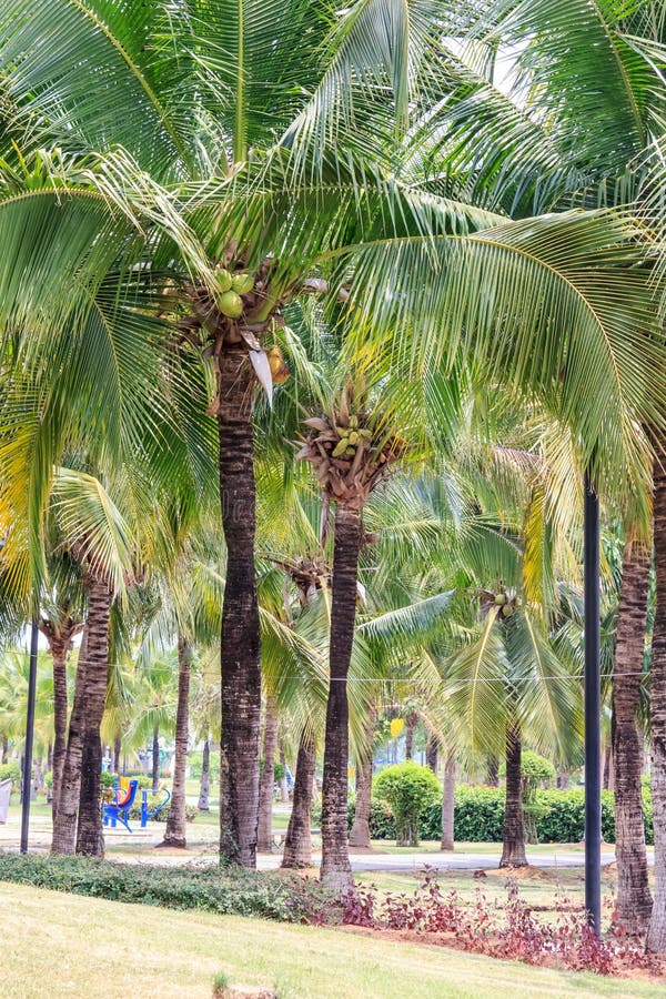 Coconut tree stock image. Image of natural, cuba, fruit - 52474833
