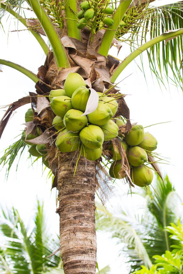 Coconut Tree, Dwarf Variety in Plantation Stock Photo - Image of ...