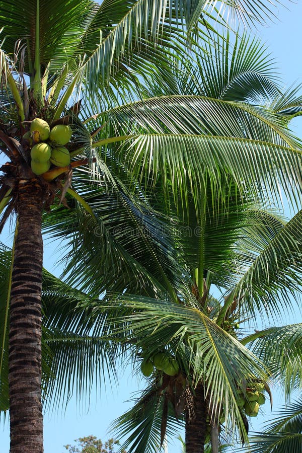 Coconut tree stock image. Image of natural, green, tropic - 34560389