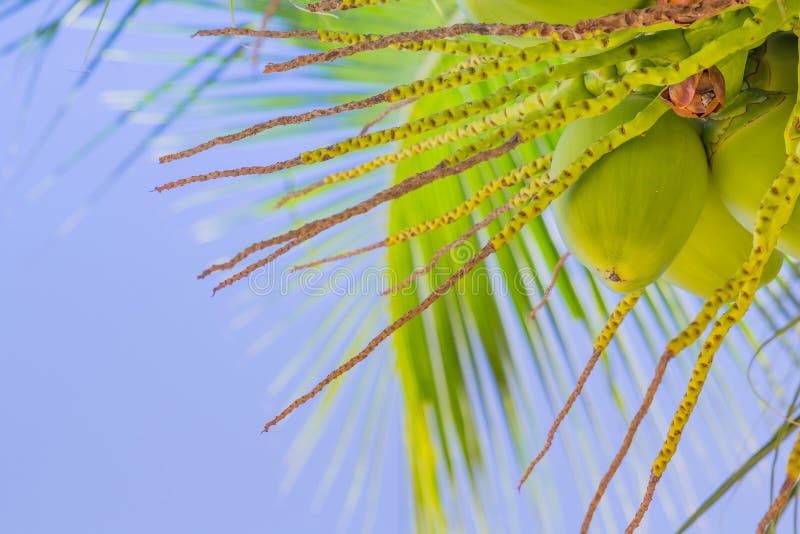 Coconut tree stock photo. Image of nature, asia, edible - 123757606
