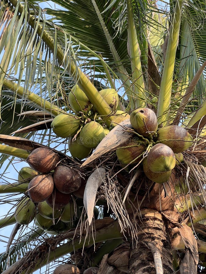 Coconut Tree in Nature Garden Stock Photo - Image of leaf, agriculture ...