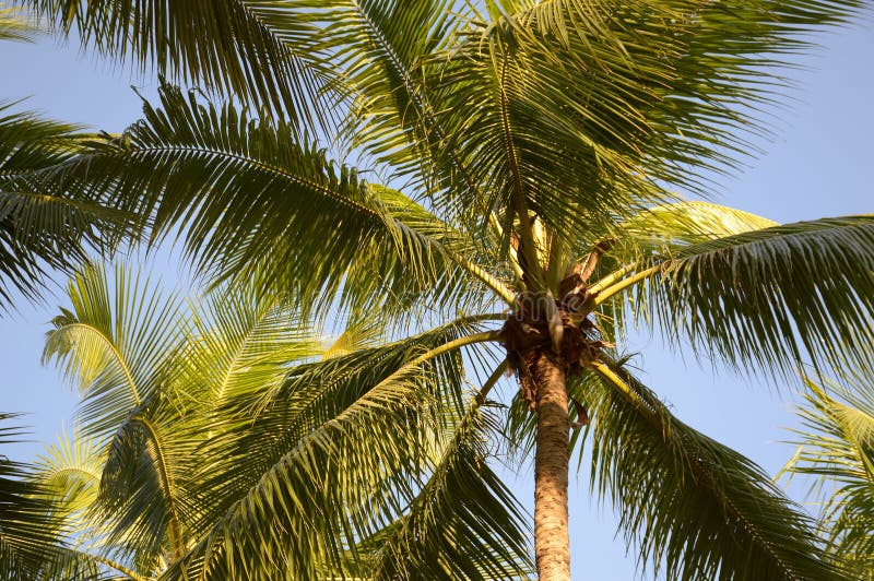 Coconut tree stock image. Image of nucifera, leaf, leaves - 85530065