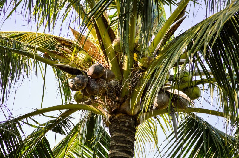 Coconut Tree in Nature Garden Stock Image - Image of grow, limb: 151468939