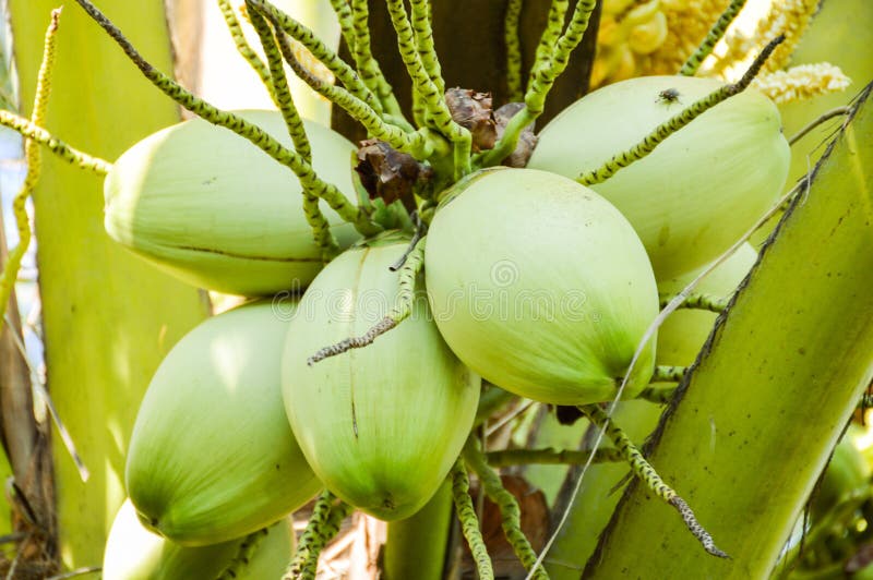 Coconut Tree in Nature Garden Stock Photo - Image of cocos, nature ...