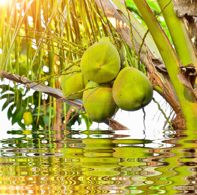 Coconut on tree stock photo. Image of group, food, outdoors - 141836922