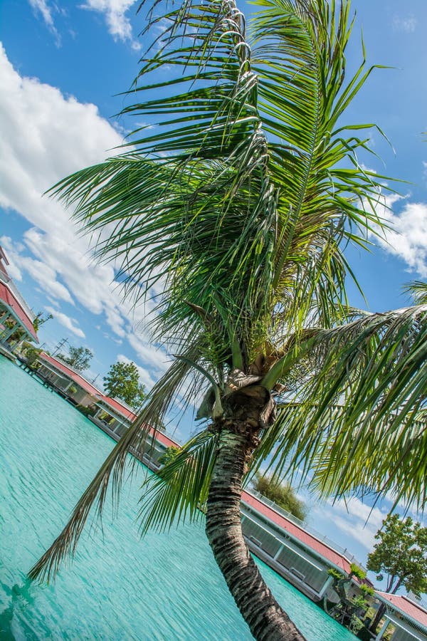 Coconut tree stock photo. Image of thai, relax, decoration - 43637686