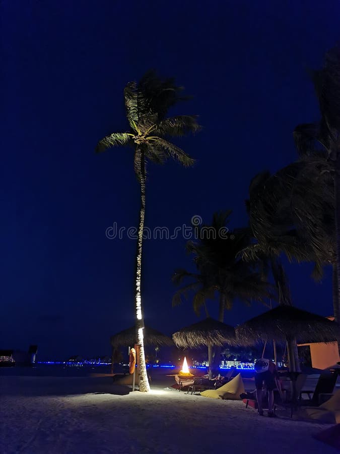 The coconut tree at night stock image. Image of home - 171640305