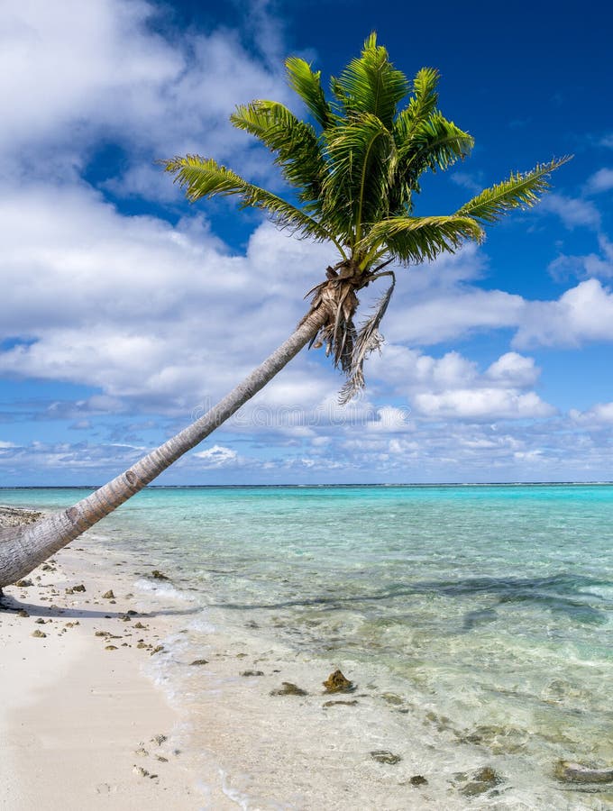 145 Bent Coconut Tree Stock Photos - Free & Royalty-Free Stock Photos ...