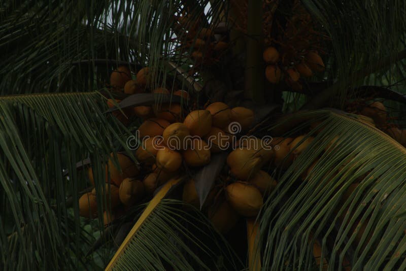 Coconut Tree with Orange Coconuts in the Garden Stock Image - Image of ...