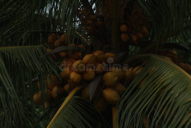 Coconut Tree with Orange Coconuts in the Garden Stock Image - Image of ...