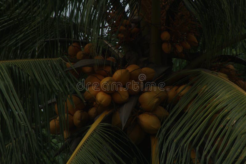 Coconut Tree with Orange Coconuts in the Garden Stock Photo - Image of ...