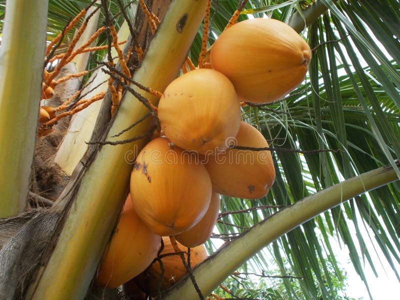 Yellow coconut king stock photo. Image of branch, growth - 98003158