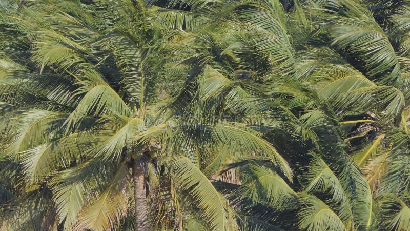 Coconut tree orchard stock photo. Image of farm, tropical - 10341358