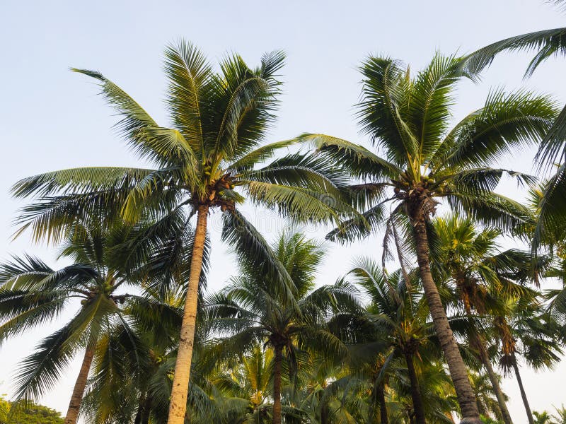 Coconut Tree on the Outdoor Park Stock Photo - Image of nostalgic ...