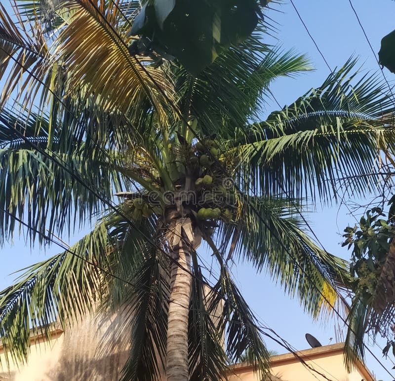 Coconut tree stock image. Image of coconut, fruit, outdoor - 175141999