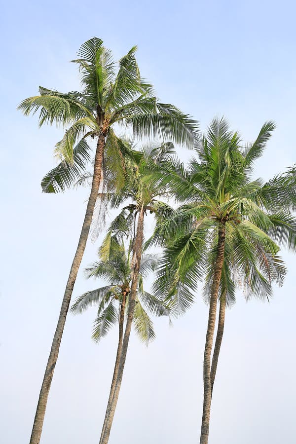 Coconut tree over blue sky stock image. Image of sand - 197838981