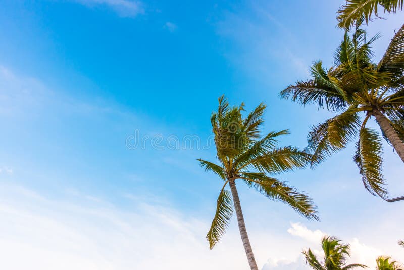 Coconut Tree Over Blue Sky . Stock Image - Image of island, natural ...