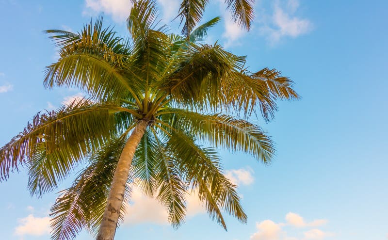 Coconut Tree Over Blue Sky . Stock Photo - Image of freshness, tropic ...