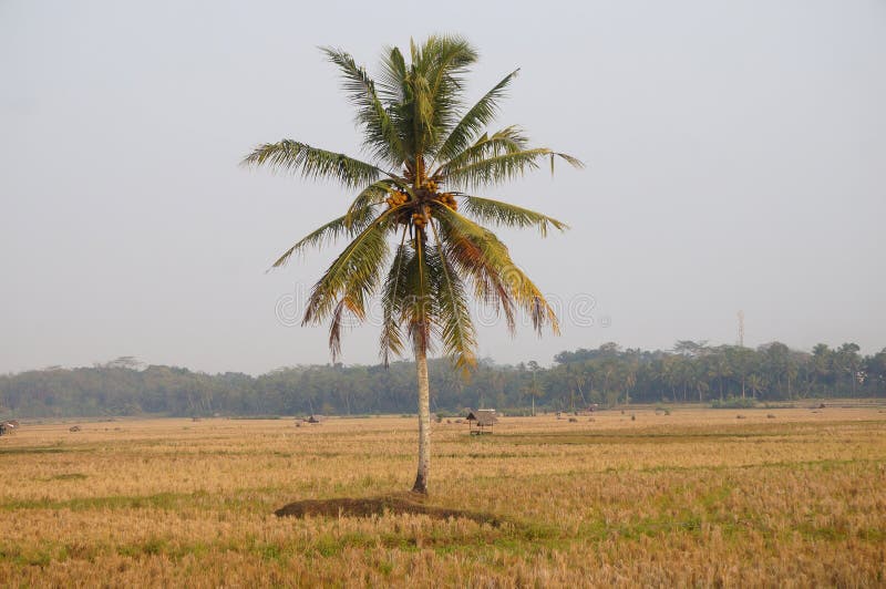A coconut tree stock image. Image of plant, indonesia - 293426049 A coconut tree stock image. Image of plant, indonesia - 293426049