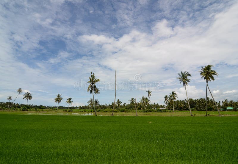 Coconut Tree at Paddy Field Stock Image - Image of nature, landscape ...