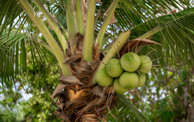 Coconut Tree Palm with Coconuts. Coconut on Tree To Make Drink or ...