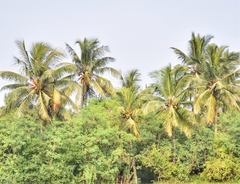 Coconut tree stock image. Image of greenery, coconut - 175161749
