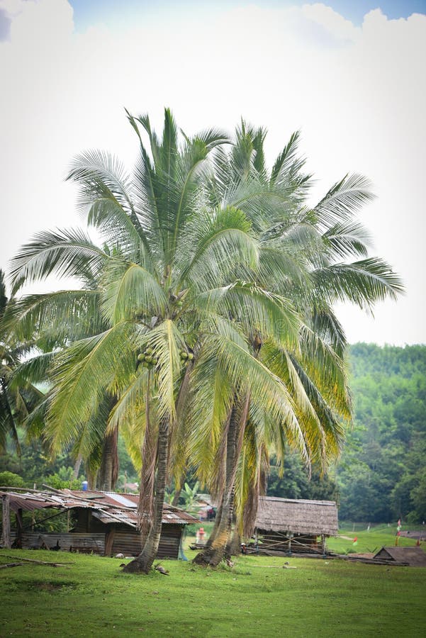 Coconut tree stock photo. Image of beautiful, relax - 121011318