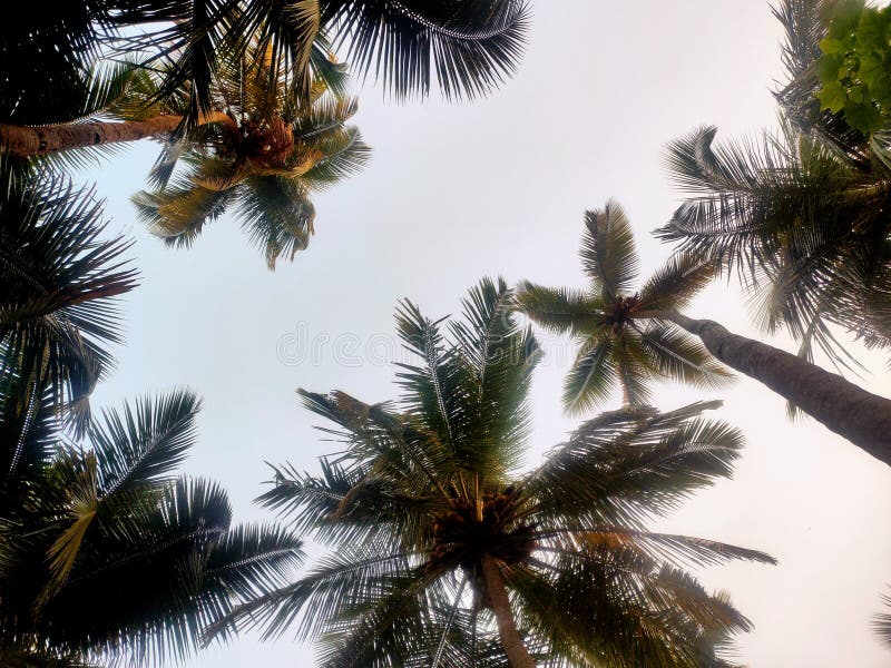 Coconut Tree Palms and Morning Sky Stock Image - Image of nature ...