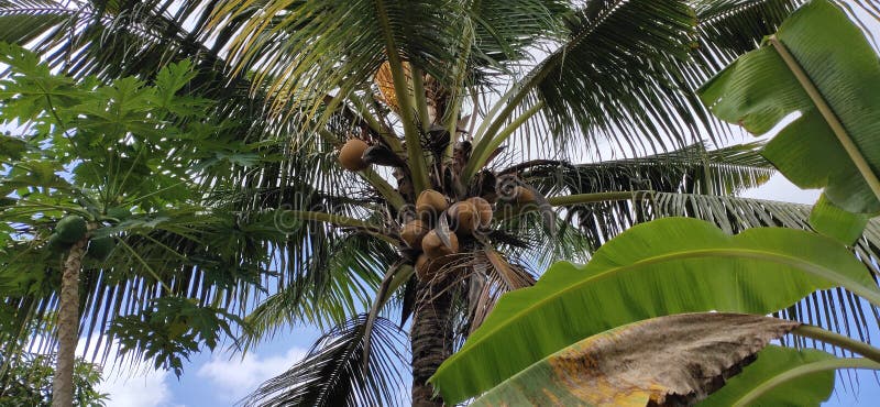 Coconut Tree between Papaya Tree and Banana Tree Stock Image - Image of ...