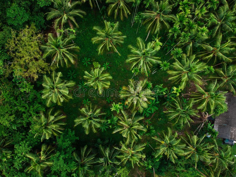 Coconut Tree Park Top View Green Background Stock Photo - Image of blue ...