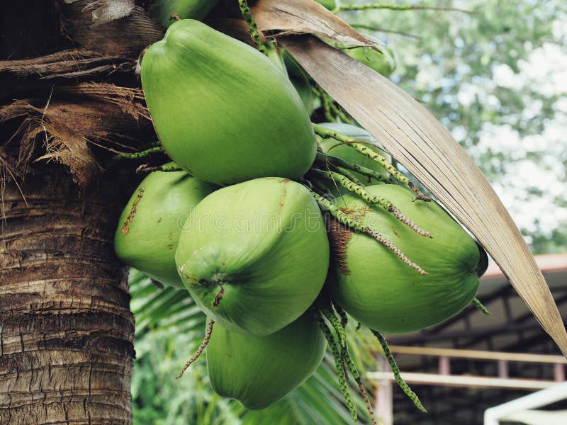 Coconut Tree Perfume in the Coconut Garden Stock Photo - Image of farm ...