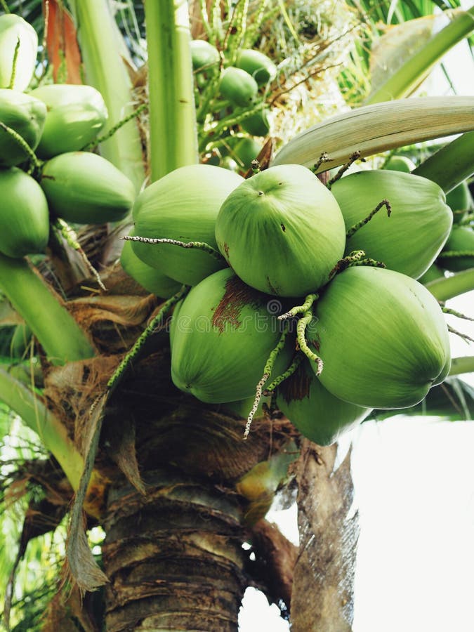 Coconut Tree Perfume in the Coconut Garden Stock Image - Image of ...