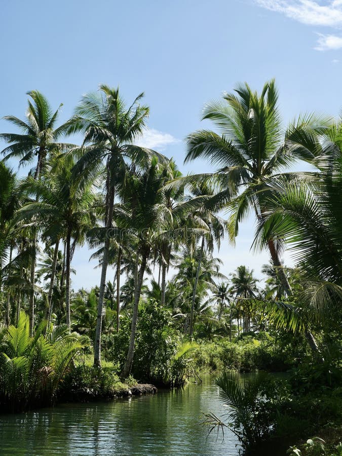 Coconut Tree in Philippines with a River Stock Image - Image of ...