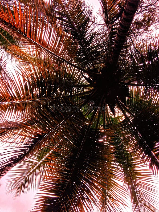 The coconut tree stock photo. Image of cocnut, coconut - 256316888