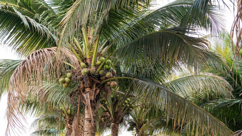 Coconut Tree Plant in an Orchard Stock Image - Image of plant, ripe ...