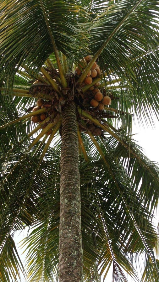 Coconut Tree stock photo. Image of produce, tree, tropics - 263741882