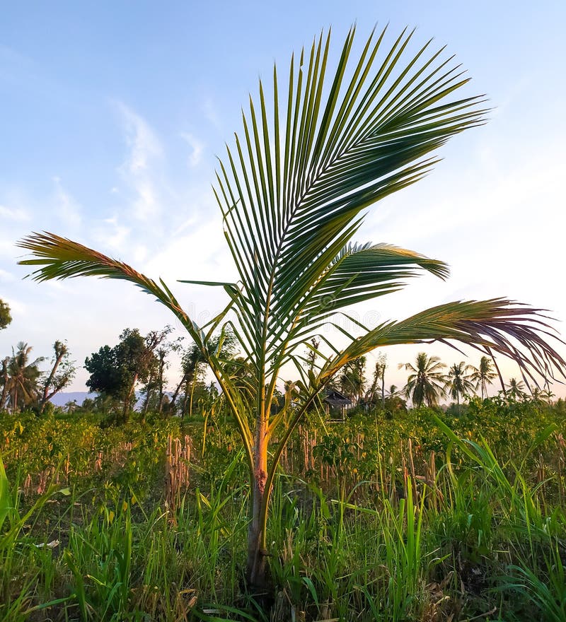 Coconut tree plant stock image. Image of field, tree - 256358625